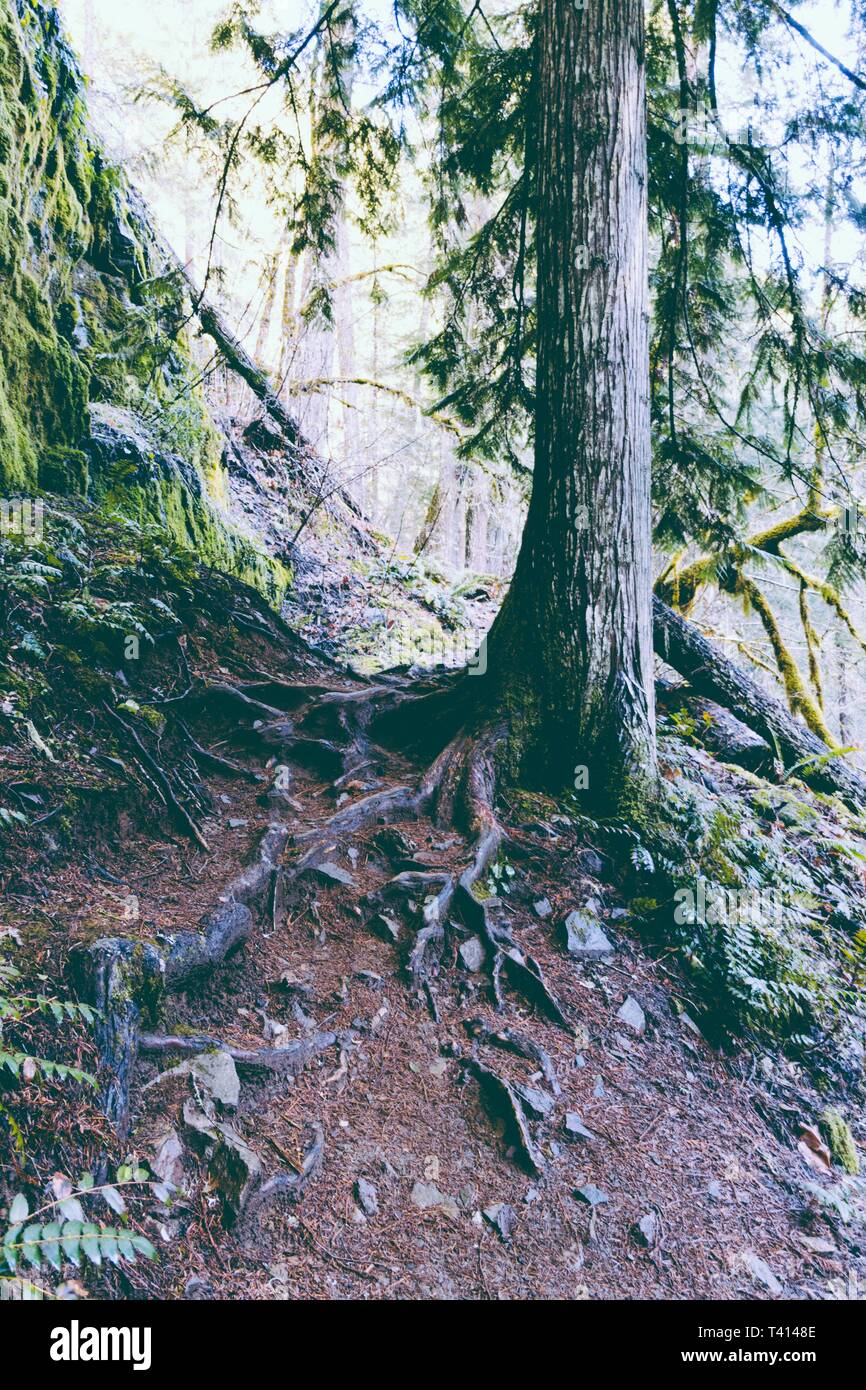 A tall tree in a forest on a steep hill Stock Photo - Alamy