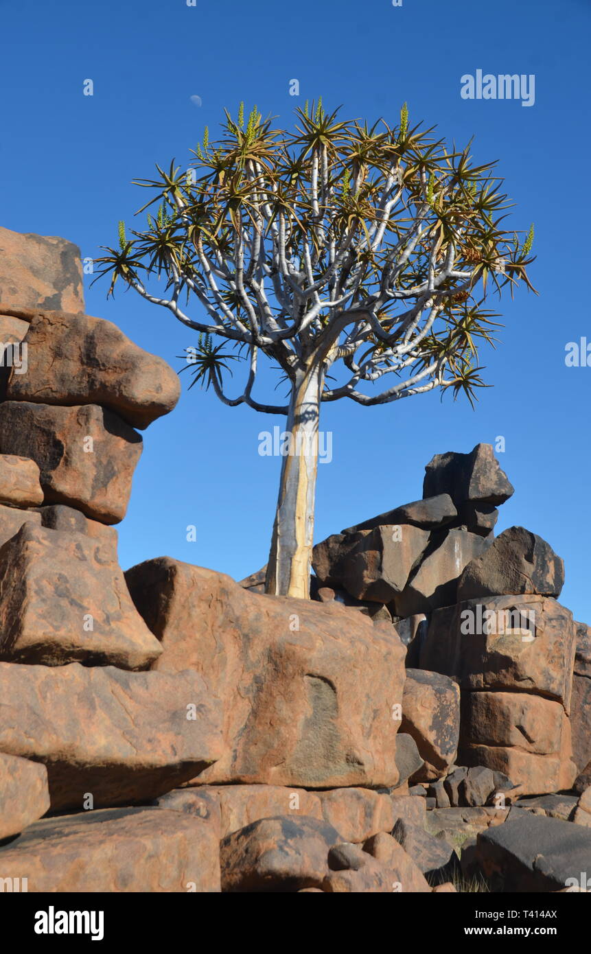 Desert landscape with a quiver tree (Aloe dichotoma), Namibia, Africa ...