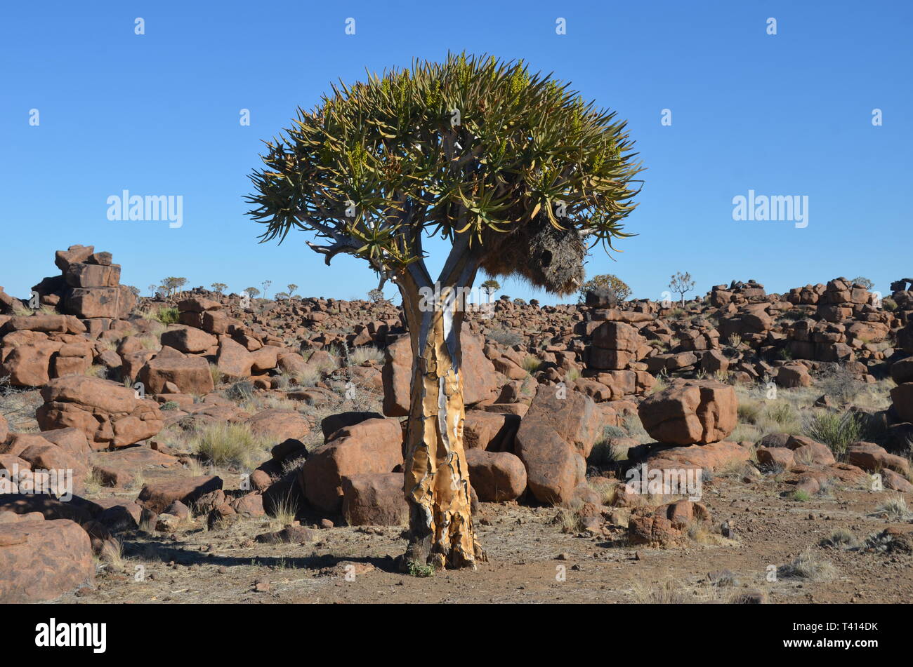 Bark of a quiver tree hi-res stock photography and images - Alamy