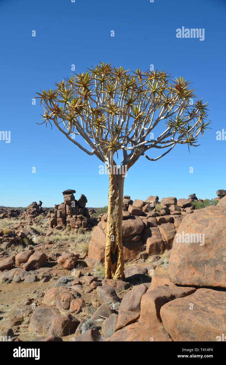 Desert landscape with a quiver tree (Aloe dichotoma), Namibia, Africa ...