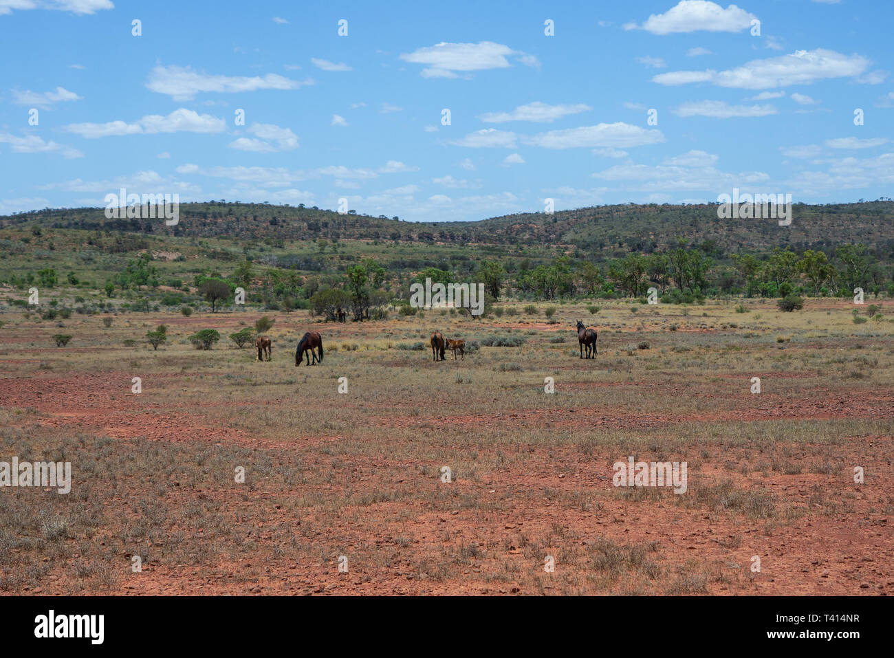 Summer Outback Australian landscape with brumby wild horses in northern ...