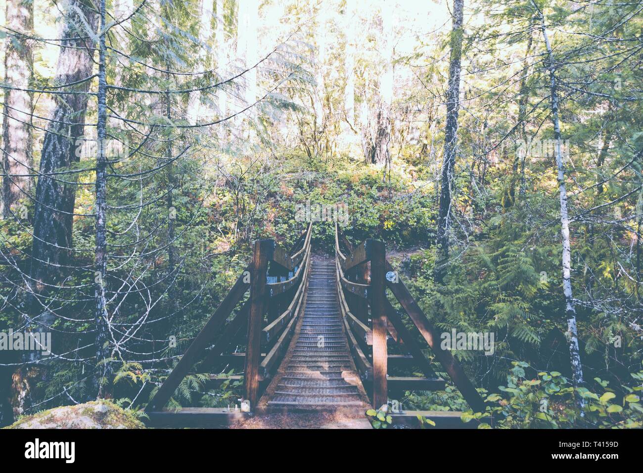 A suspension bridge in a forest Stock Photo - Alamy