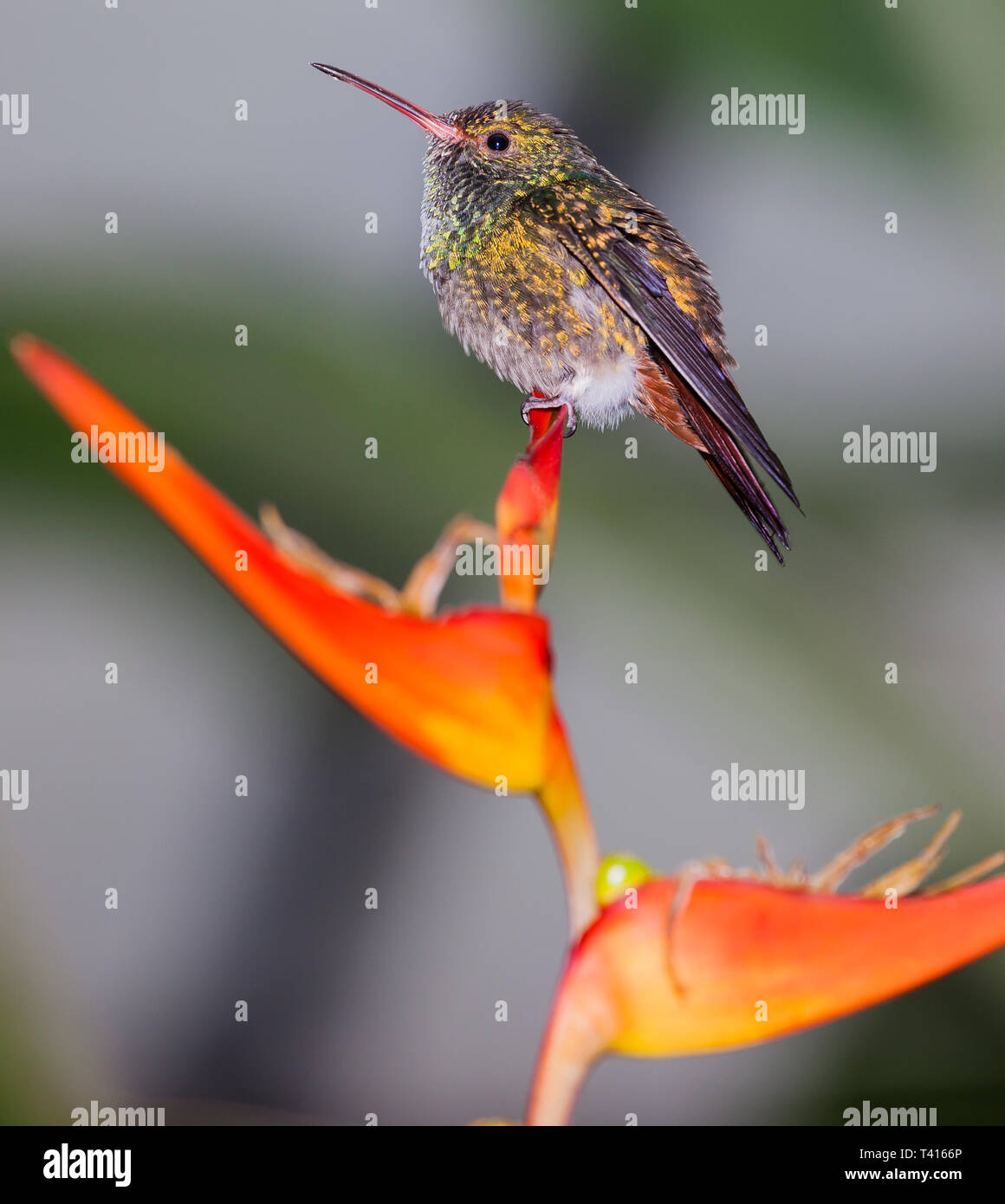 Hummingbird sitting on a flower Stock Photo - Alamy