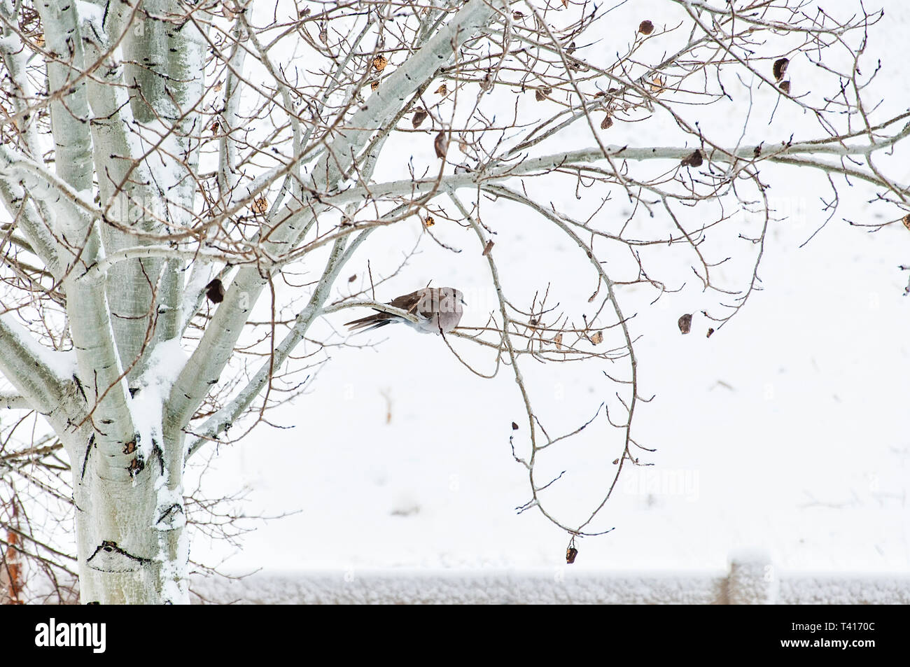 Collared dove roosting hi-res stock photography and images - Alamy