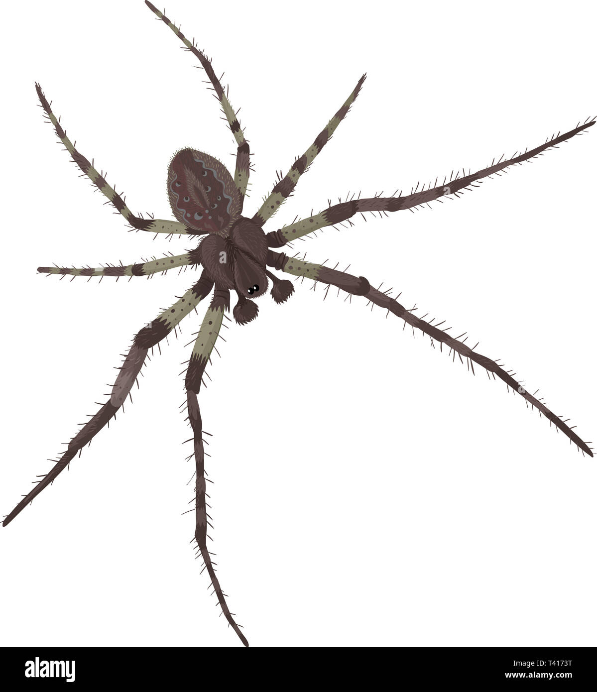spider with wide legs Stock Photo - Alamy