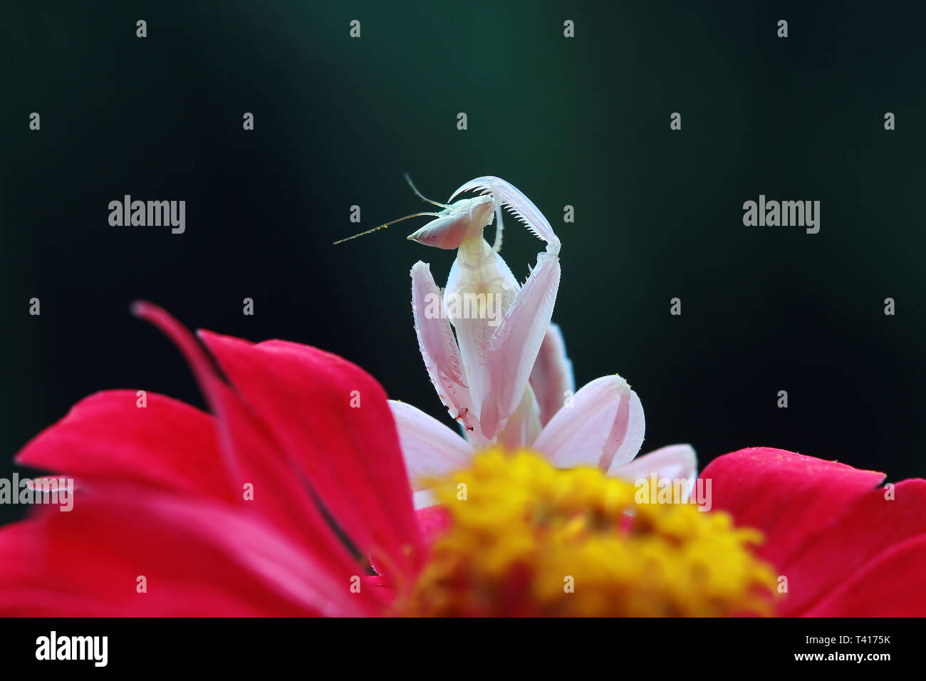 Orchid mantis hi-res stock photography and images - Alamy
