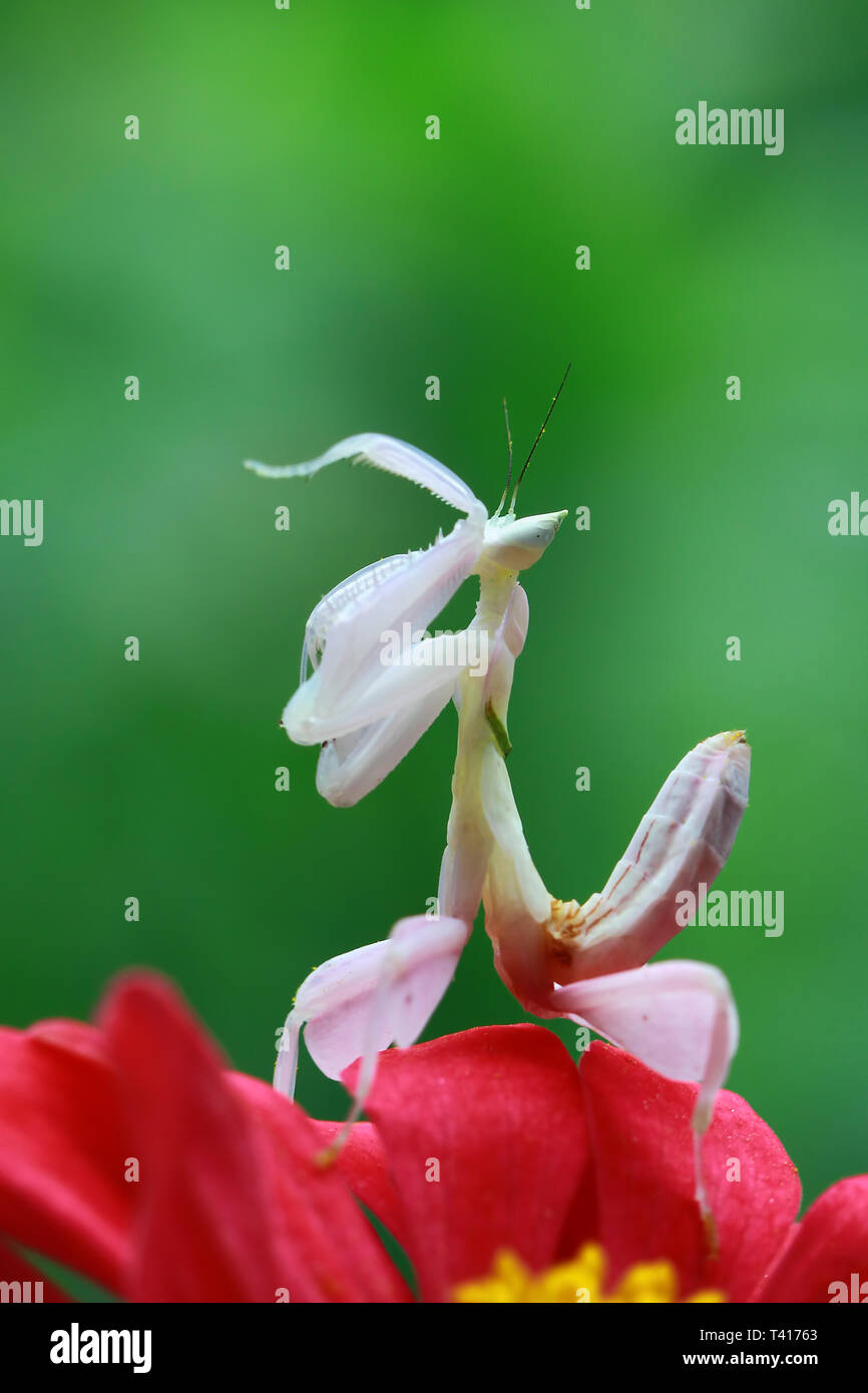 One orchid mantis hi-res stock photography and images - Alamy