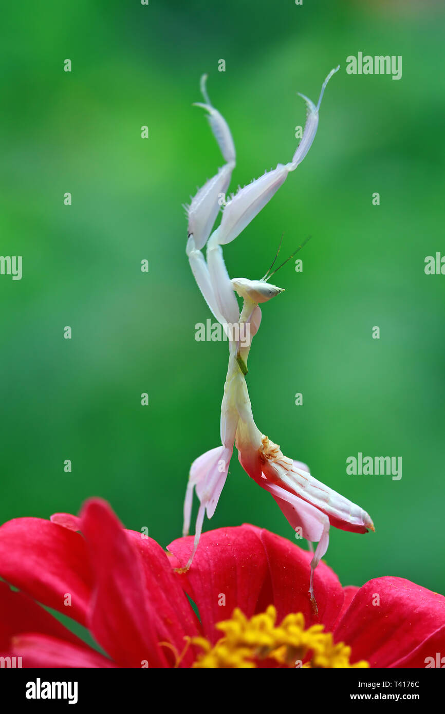 Close-up of an orchid mantis on a flower, Indonesia Stock Photo - Alamy