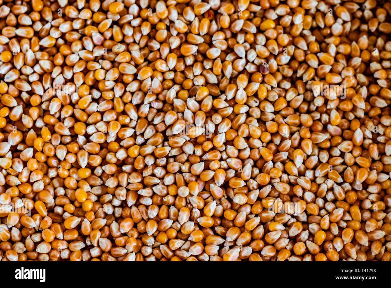 Corn kernel hi-res stock photography and images - Alamy