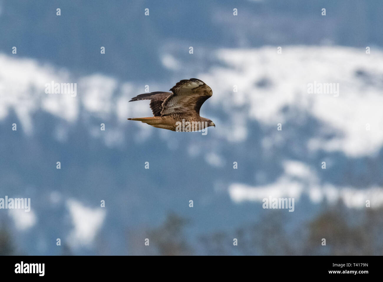 Red tailed hawk in flight hi-res stock photography and images - Alamy