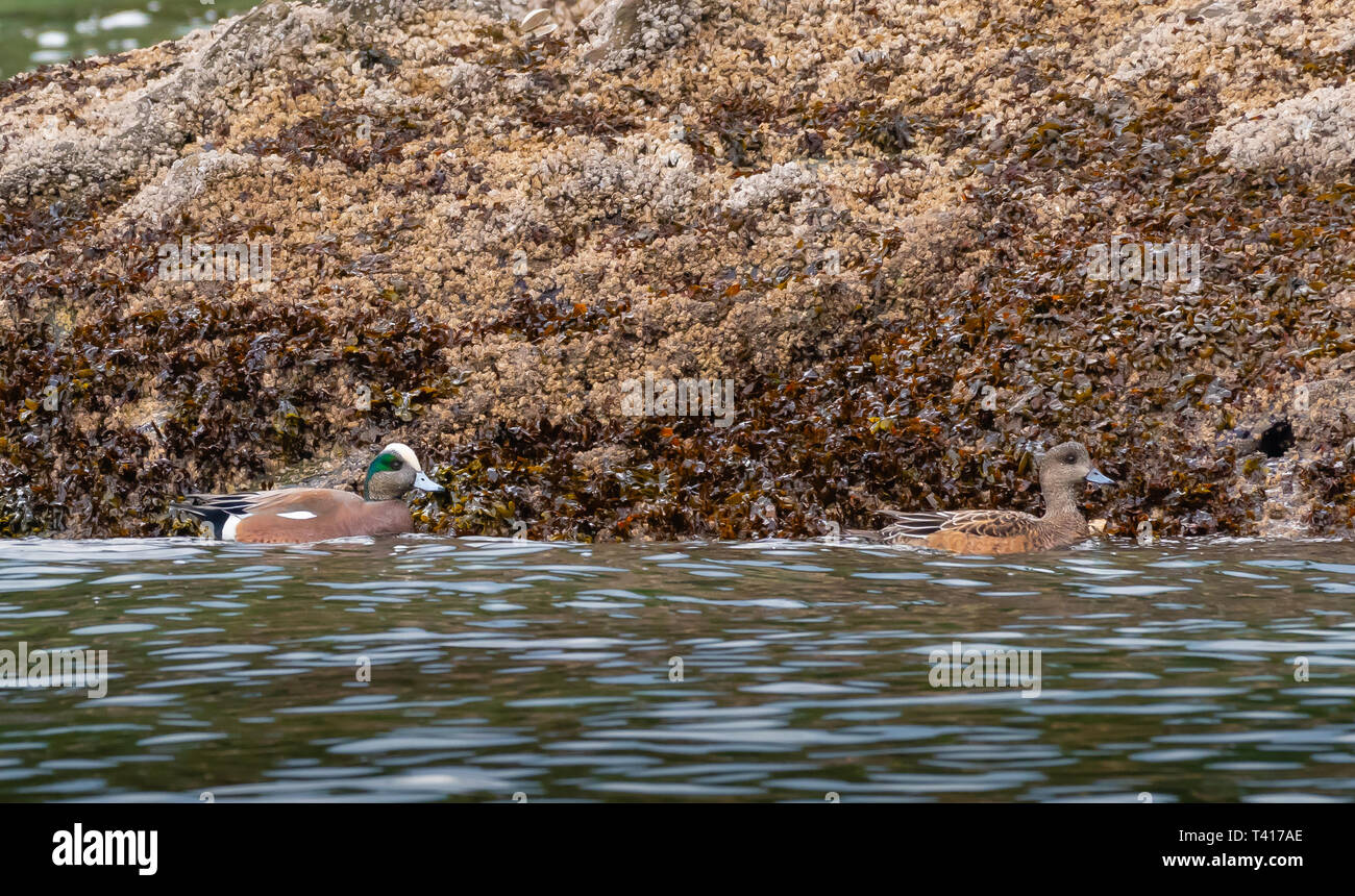 Two waterfowl hi-res stock photography and images - Alamy