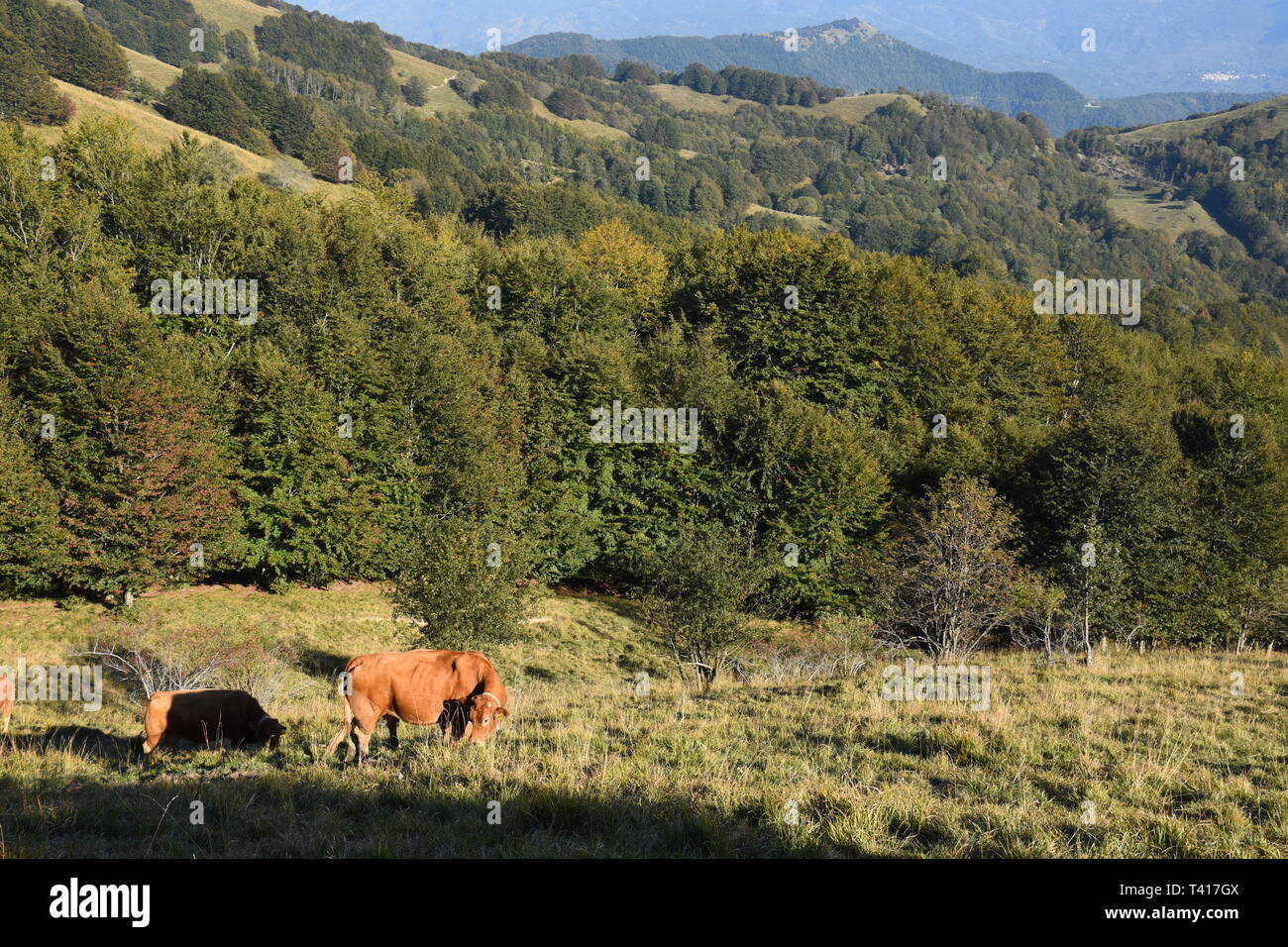 limousine cow grazing in the mountains of Liguria Stock Photo - Alamy