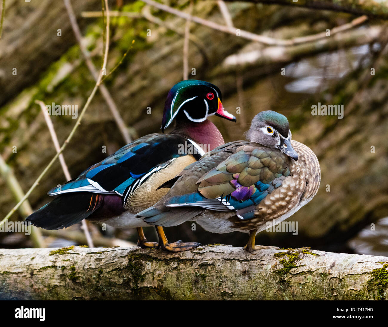 British duck hi-res stock photography and images - Alamy