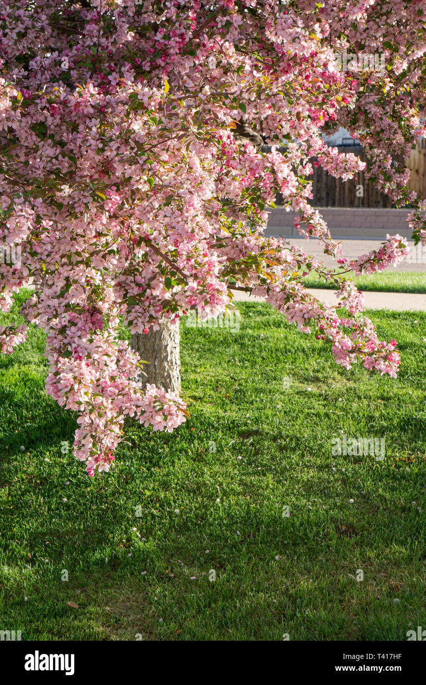 Apple trees with beautiful pink flowers in the spring Stock Photo - Alamy