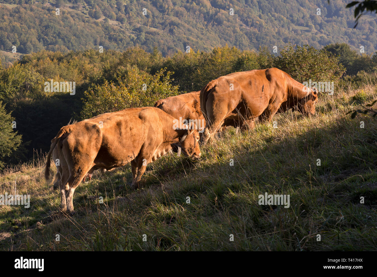 limousine cow grazing in the mountains of Liguria Stock Photo - Alamy