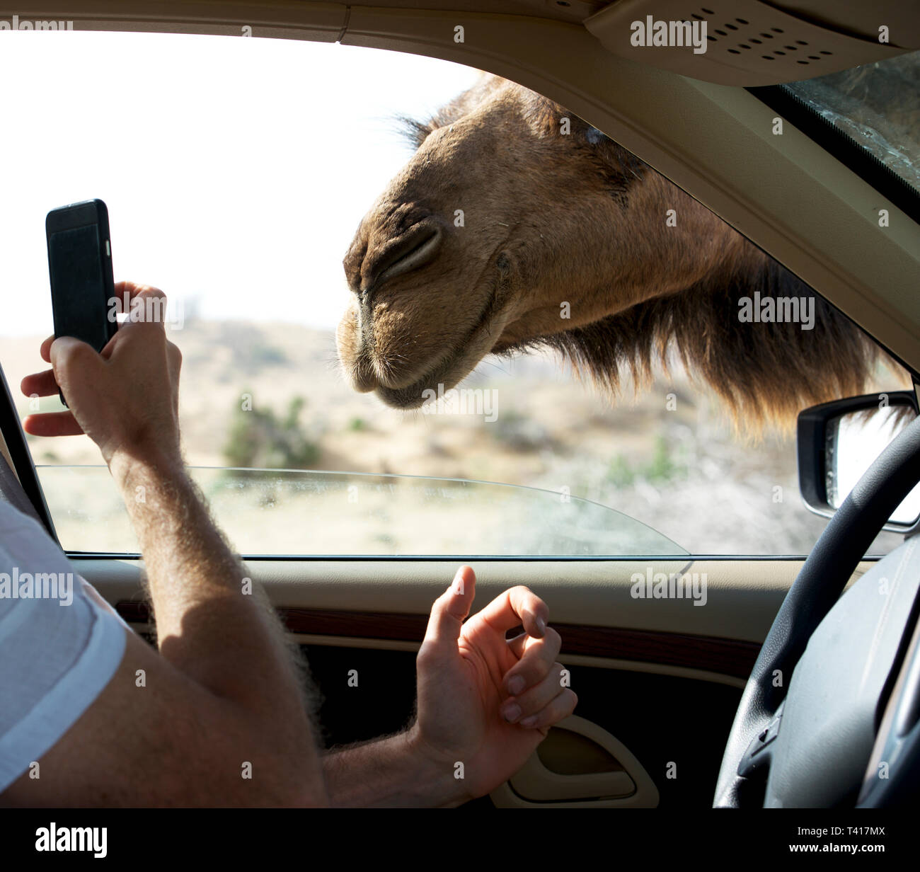 Camel man phone hi-res stock photography and images - Alamy