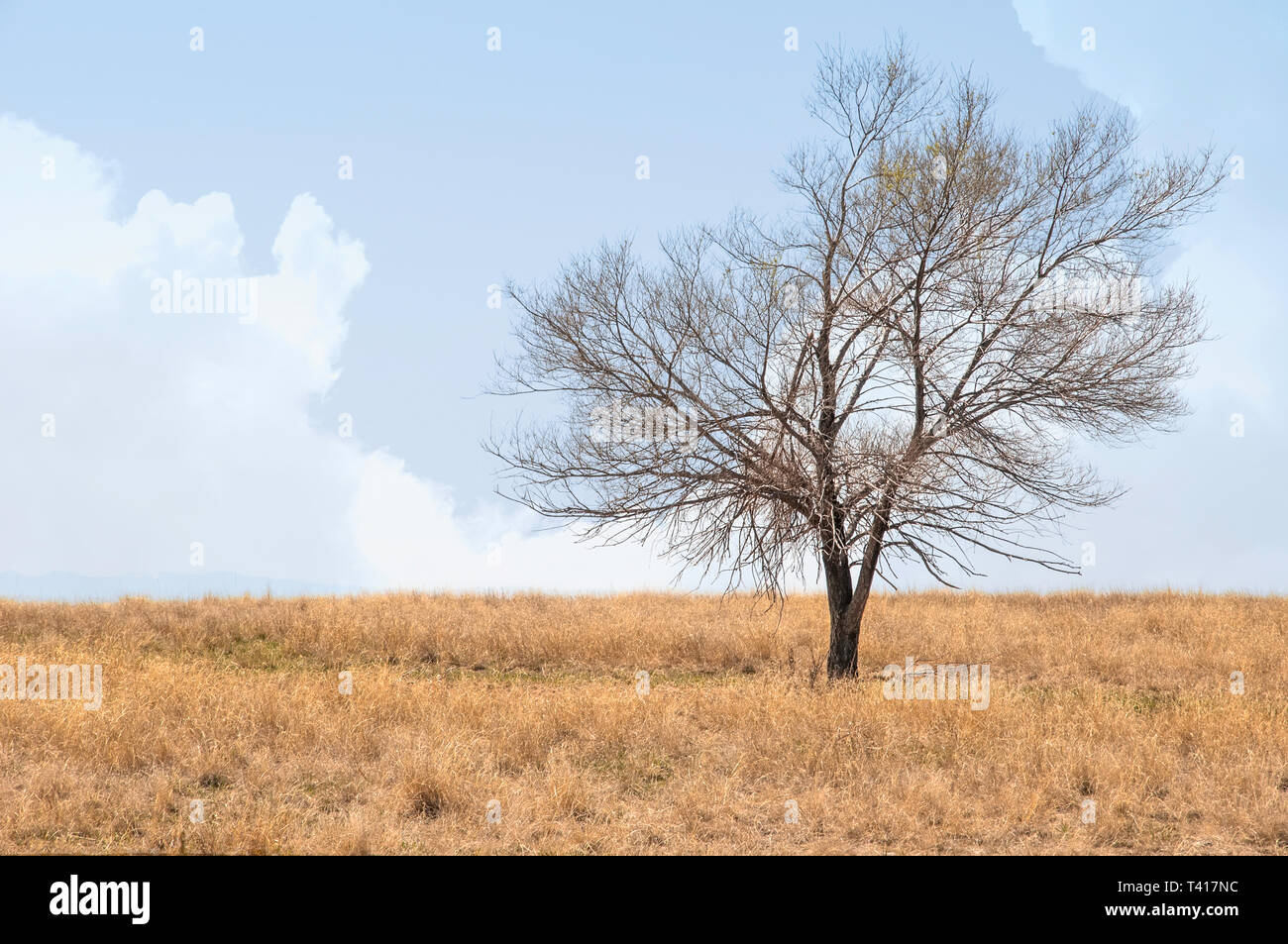 A barren tree during winter stands alone on the central Colorado ...