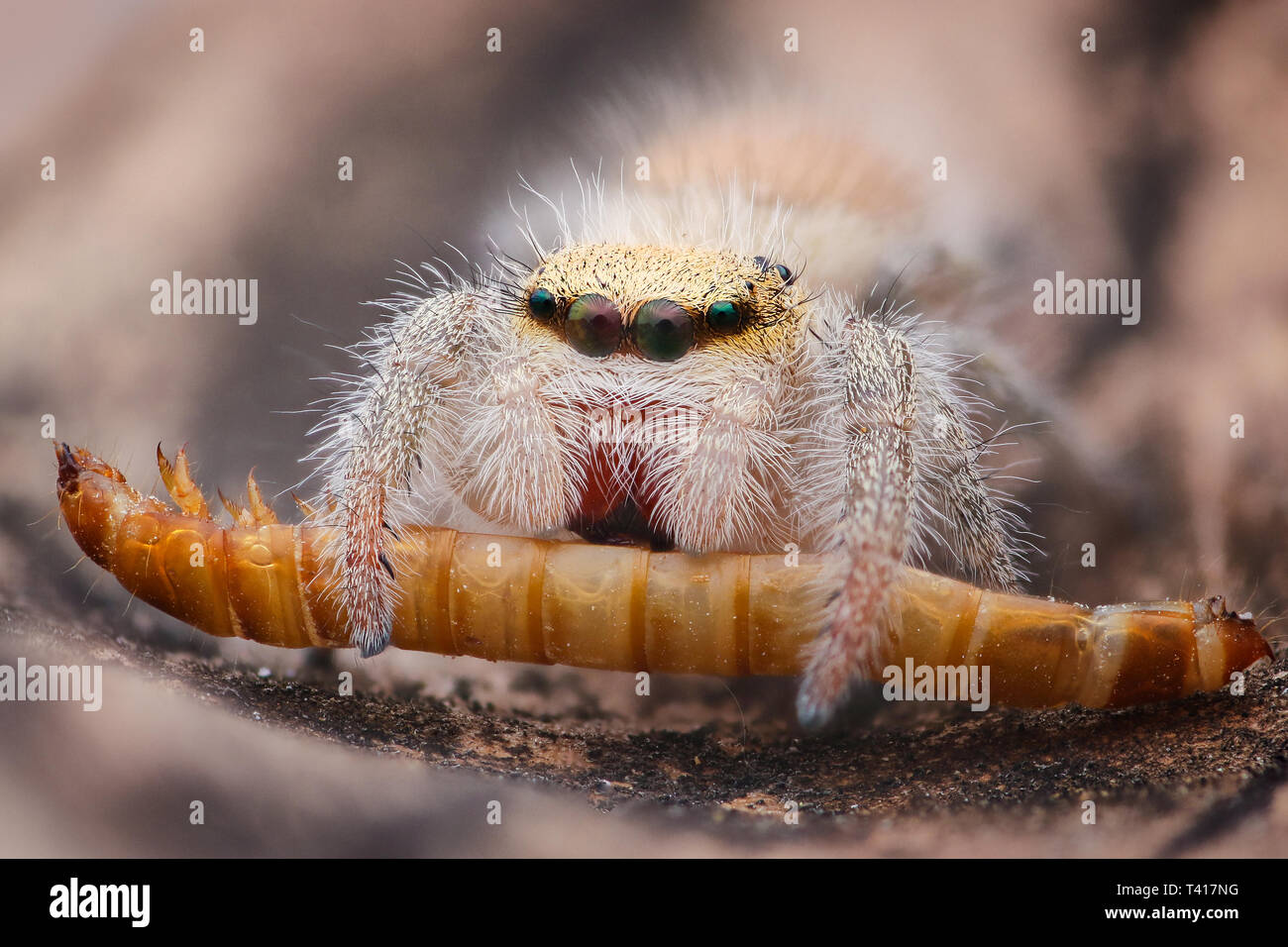 Close-up of a jumping spider with its prey, Indonesia Stock Photo - Alamy