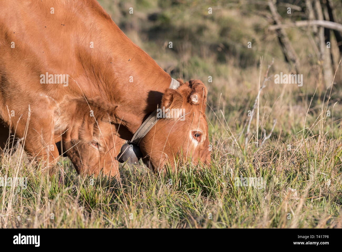limousine cow grazing in the mountains of Liguria Stock Photo - Alamy