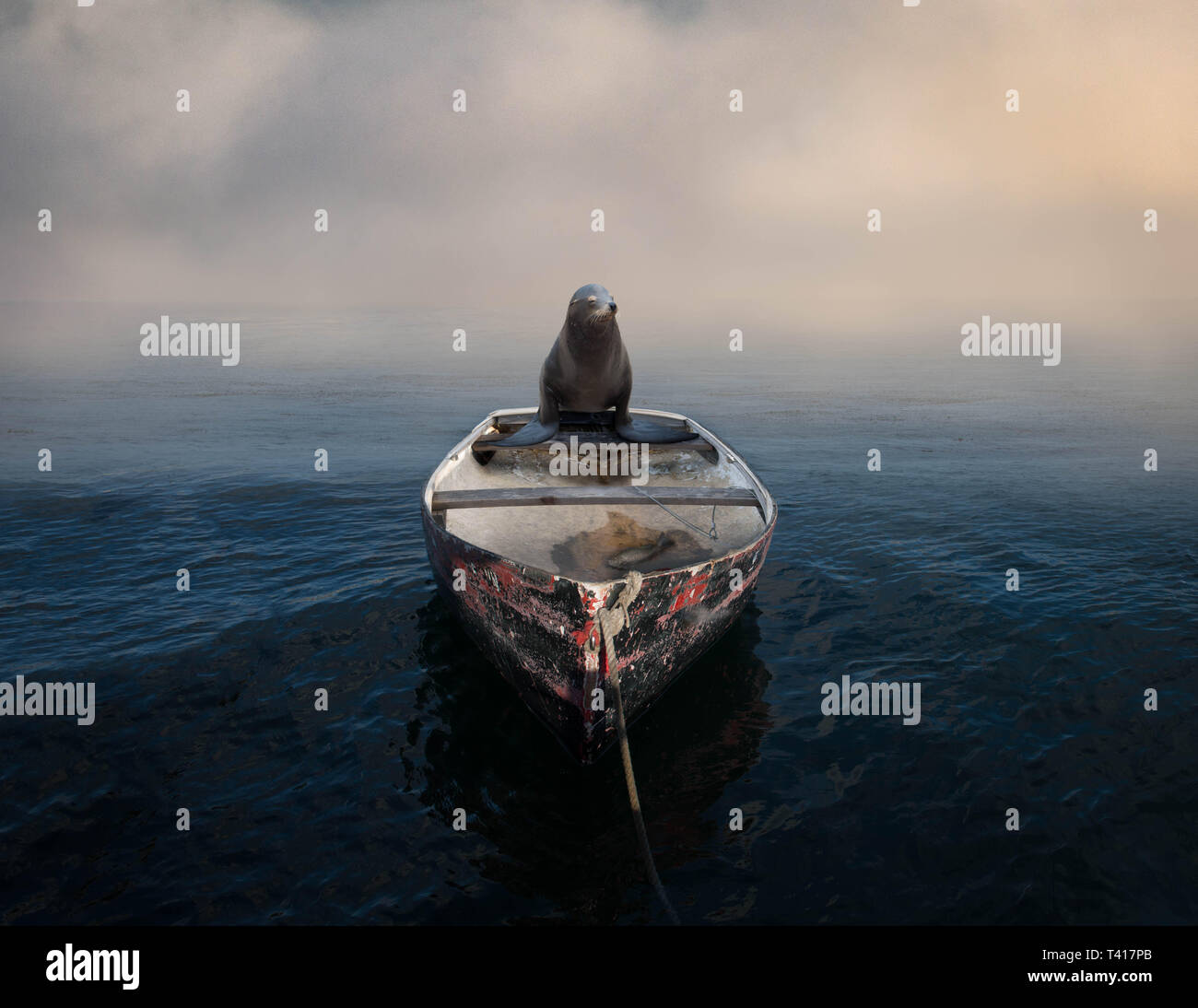 Sea lion boat hi-res stock photography and images - Alamy