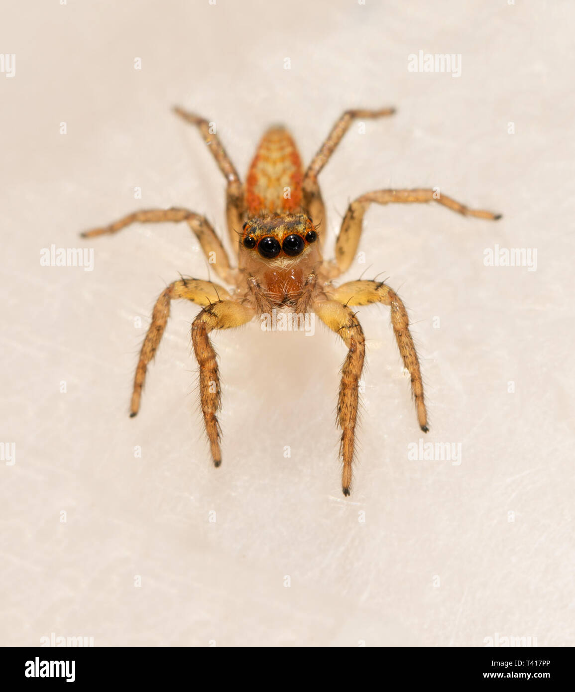 Tiny Dimorphic Jumping Spider looking at the viewer with his adorable ...