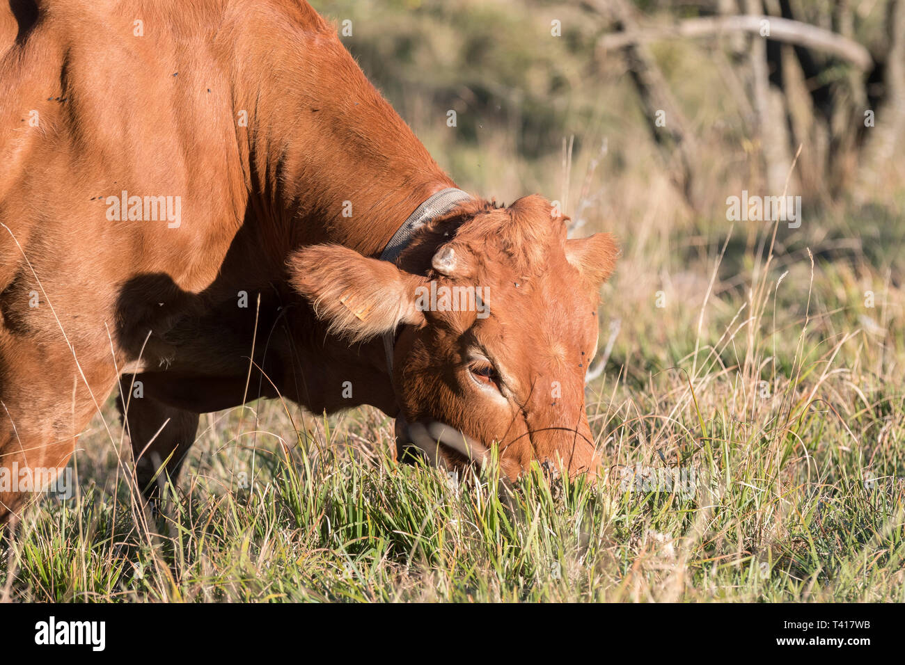 limousine cow grazing in the mountains of Liguria Stock Photo - Alamy