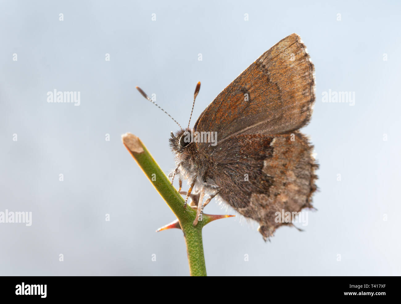 Tiny Henry's Elfin resting on a catbriar vine in spring Stock Photo - Alamy