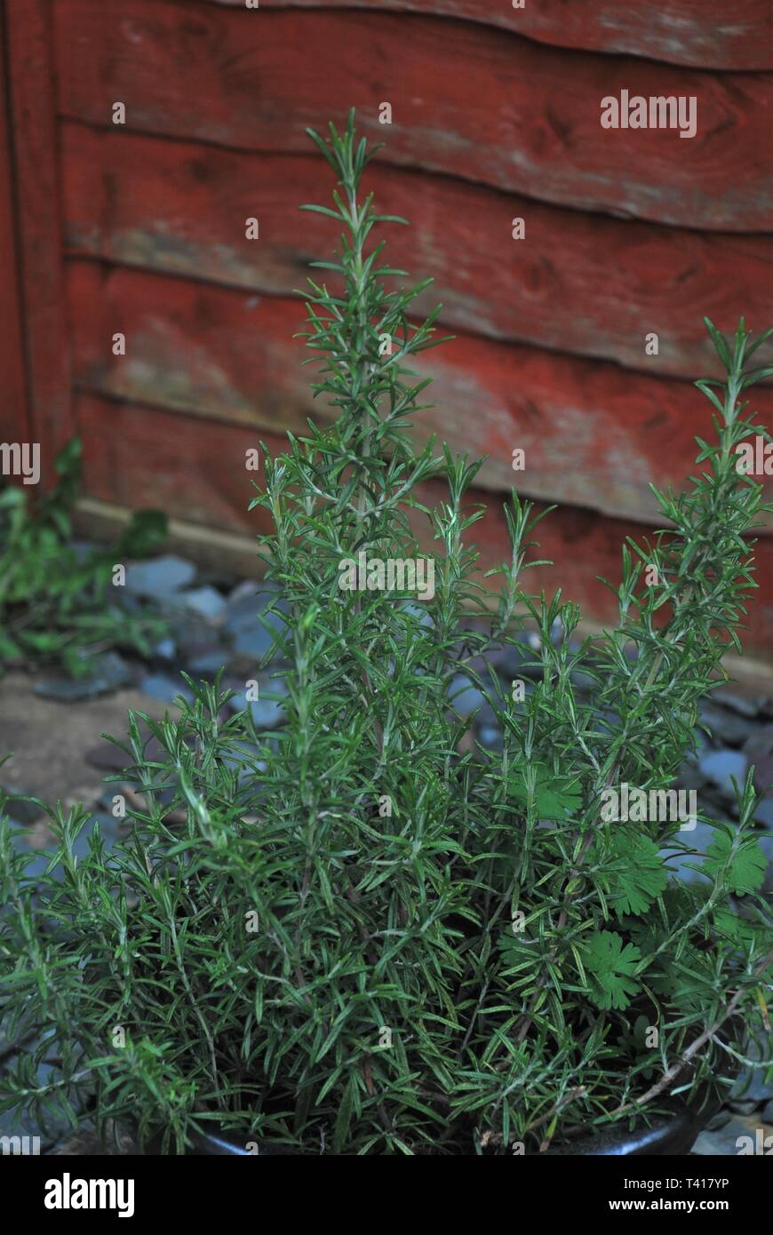 Rosemary (rosmarinus officinalis) growing in a plant pot Stock Photo ...