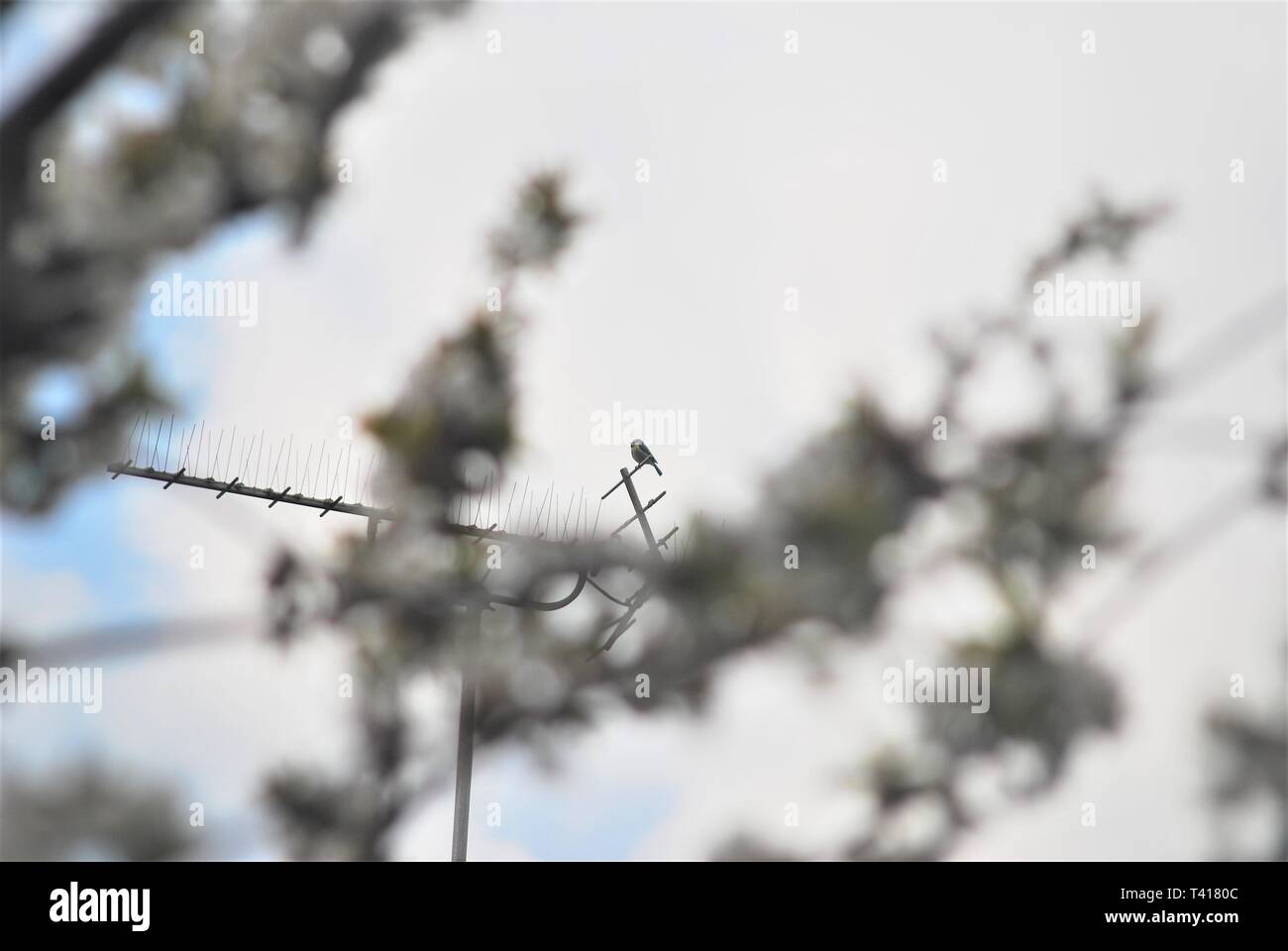 A songbird sitting on aerial, viewed through branches of a tree Stock ...