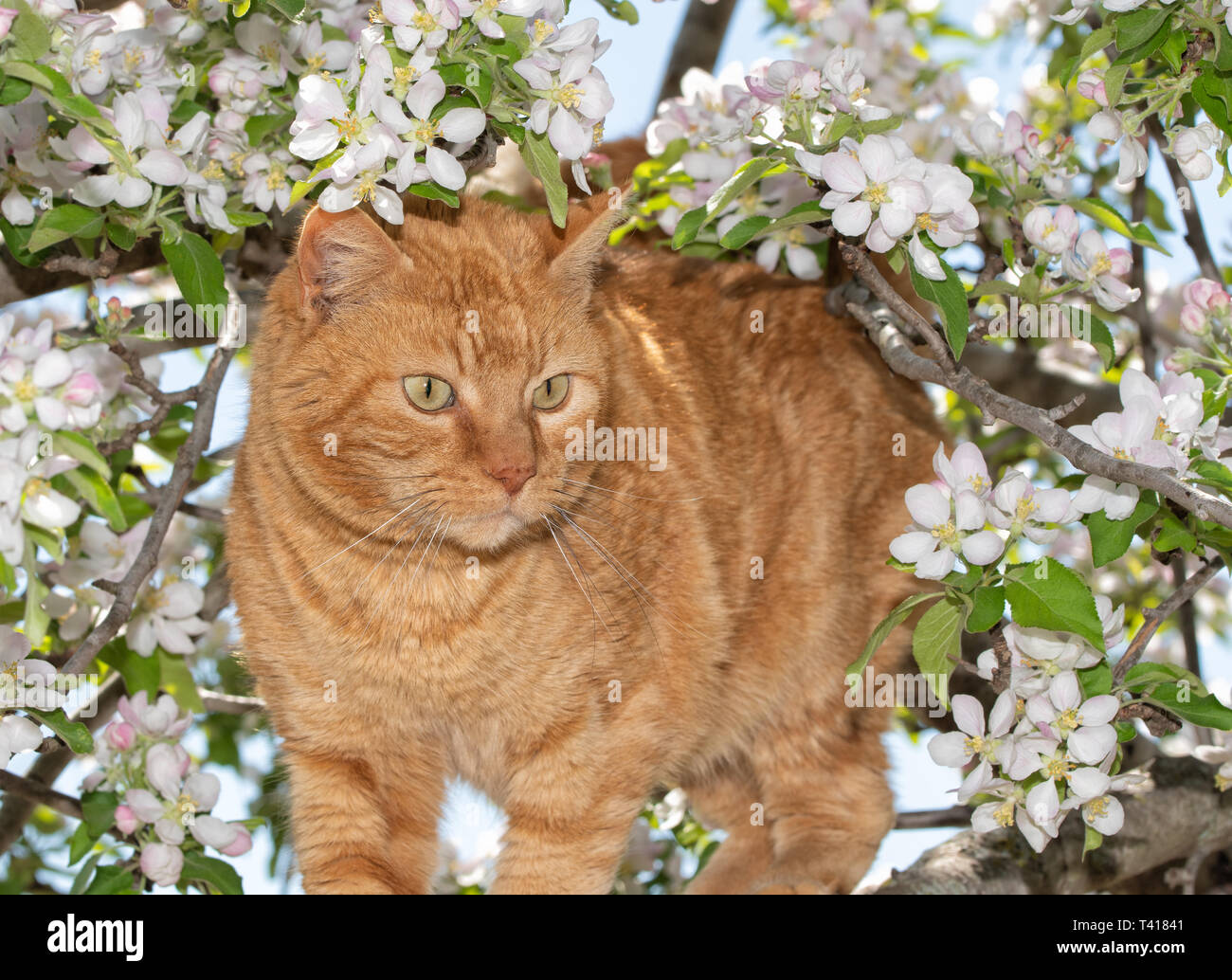 Cat in apple tree hi-res stock photography and images - Alamy
