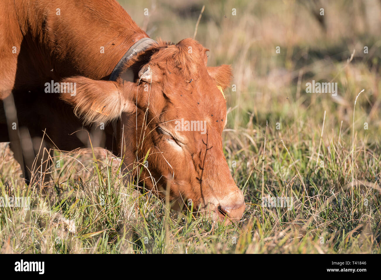 limousine cow grazing in the mountains of Liguria Stock Photo - Alamy
