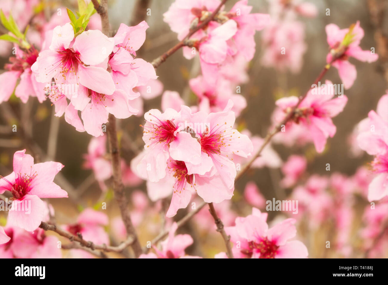 Light pink fruit hi-res stock photography and images - Alamy