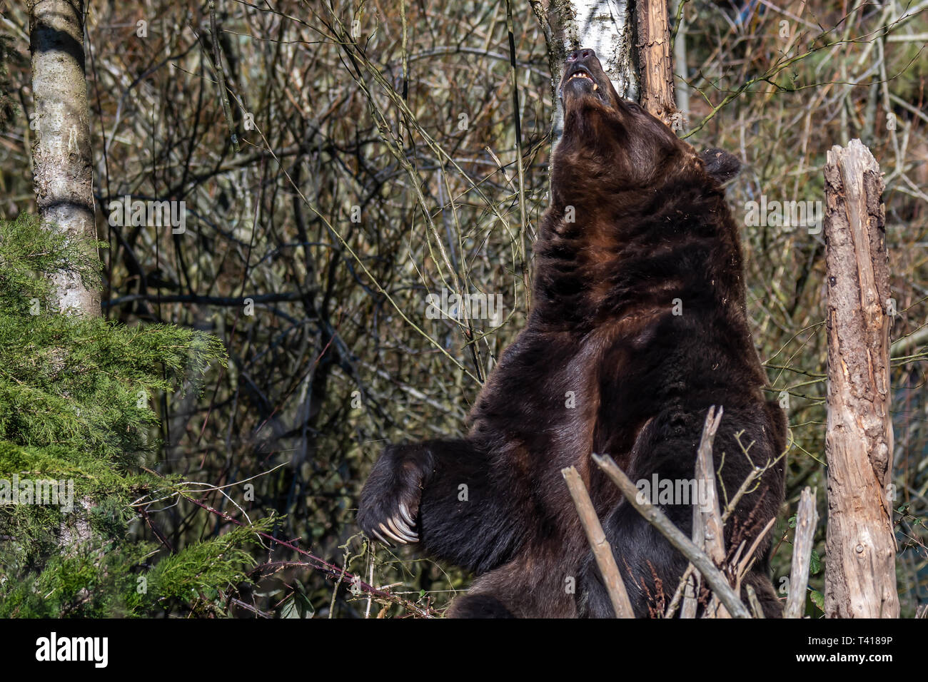 Grizzly rubbing on tree hi-res stock photography and images - Alamy