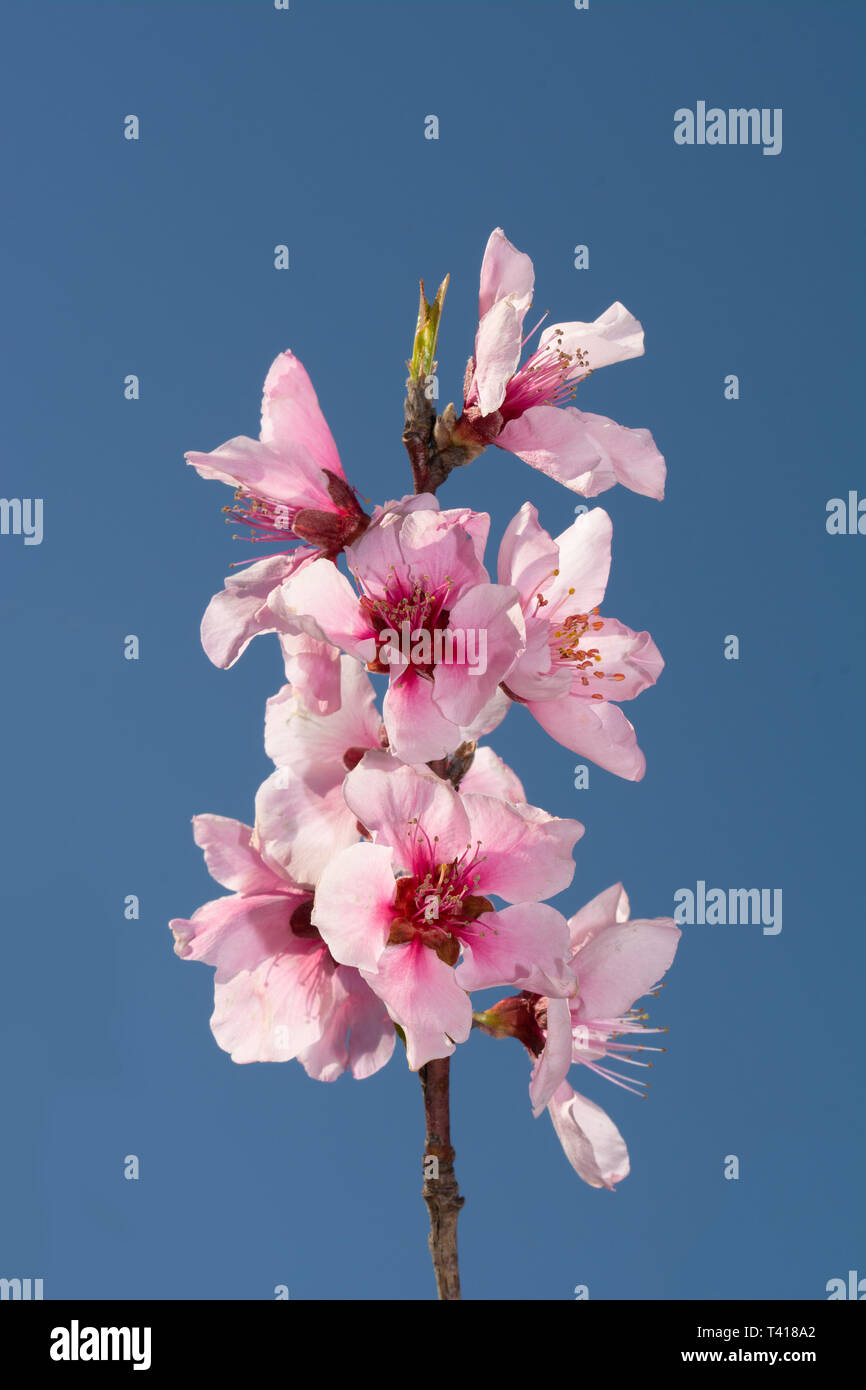 Peach sky hi-res stock photography and images - Alamy