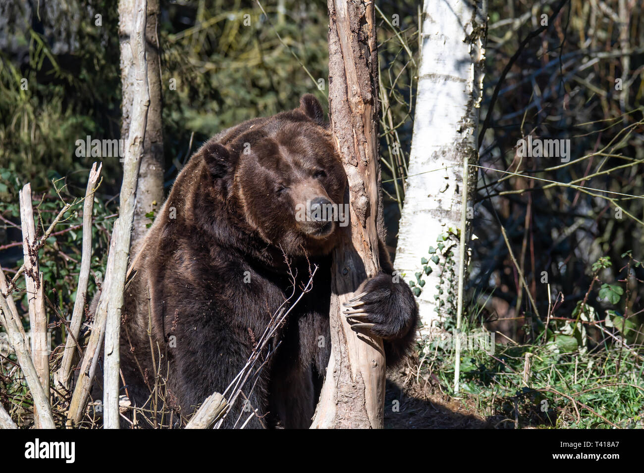 Grizzly bear hugging a tree, United States Stock Photo - Alamy