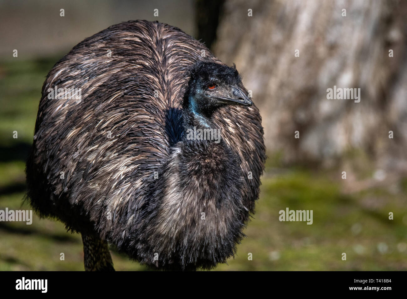 Close up emu standing hi-res stock photography and images - Alamy