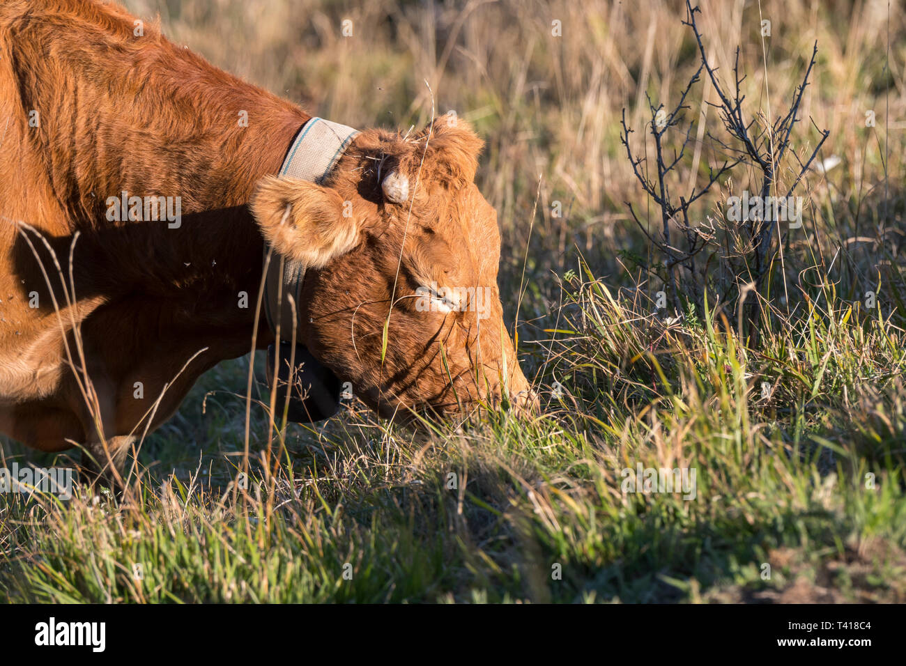 limousine cow grazing in the mountains of Liguria Stock Photo - Alamy