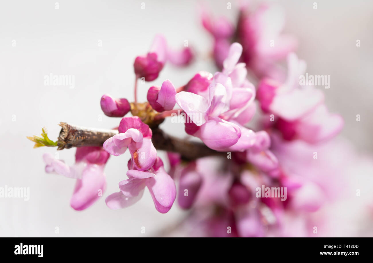 Closeup of delicate pink flowers of Eastern Redbud tree in spring Stock ...