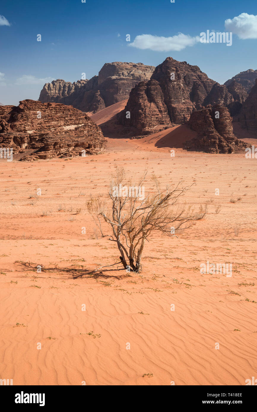 Single tree in the red desert of wadi rum hi-res stock photography and ...