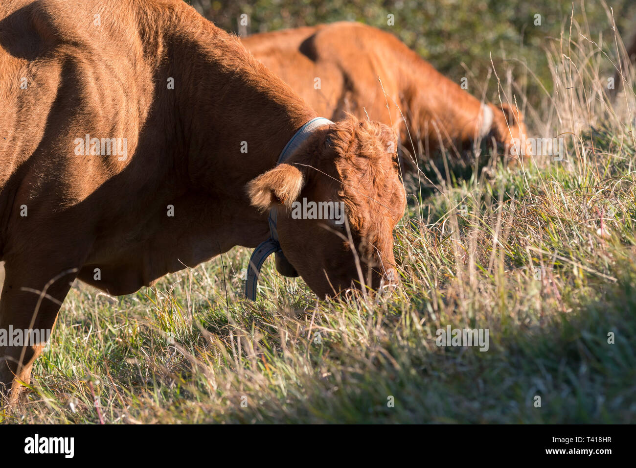 limousine cow grazing in the mountains of Liguria Stock Photo - Alamy