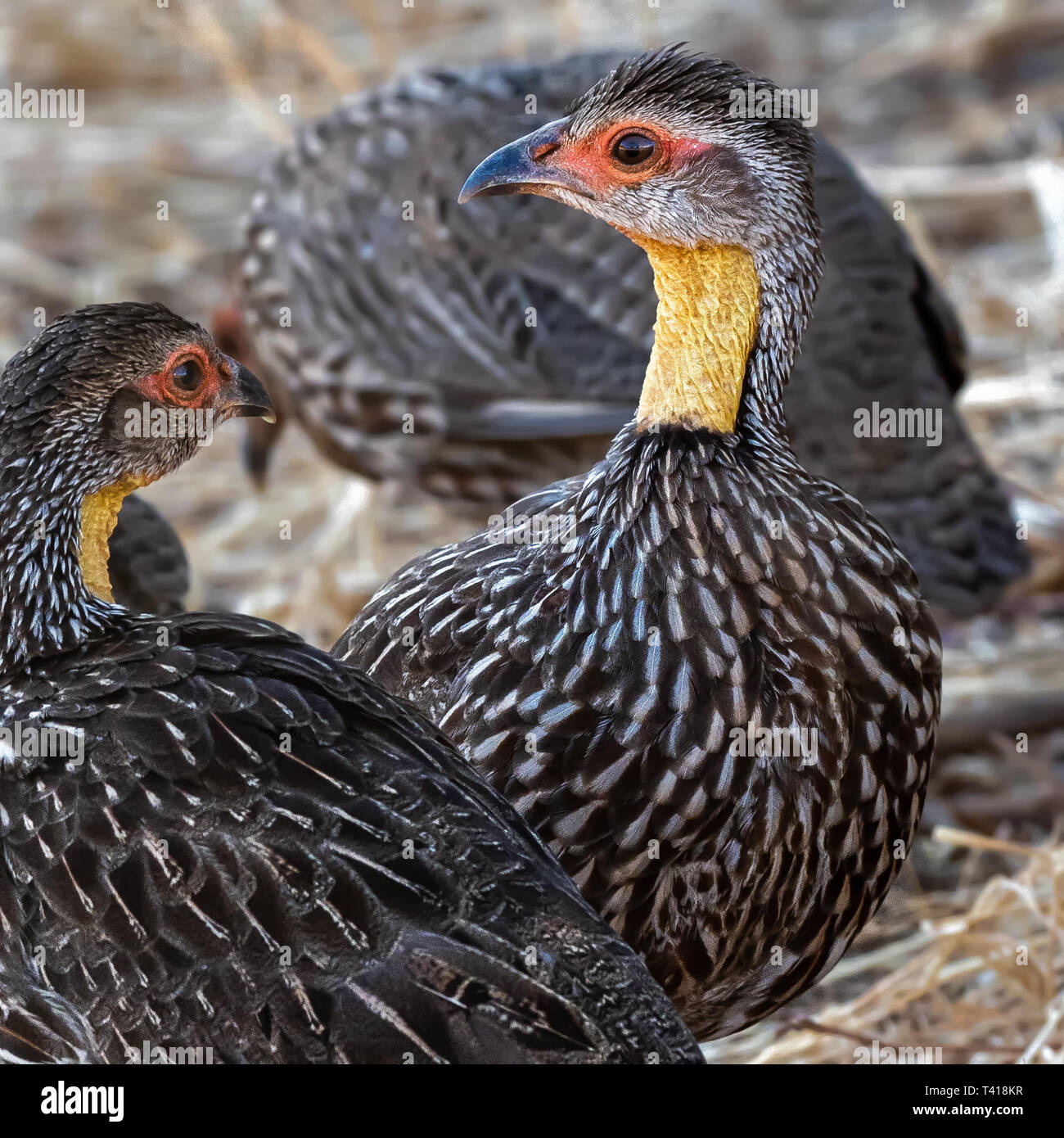 Yellow necked spurfowl hi-res stock photography and images - Alamy