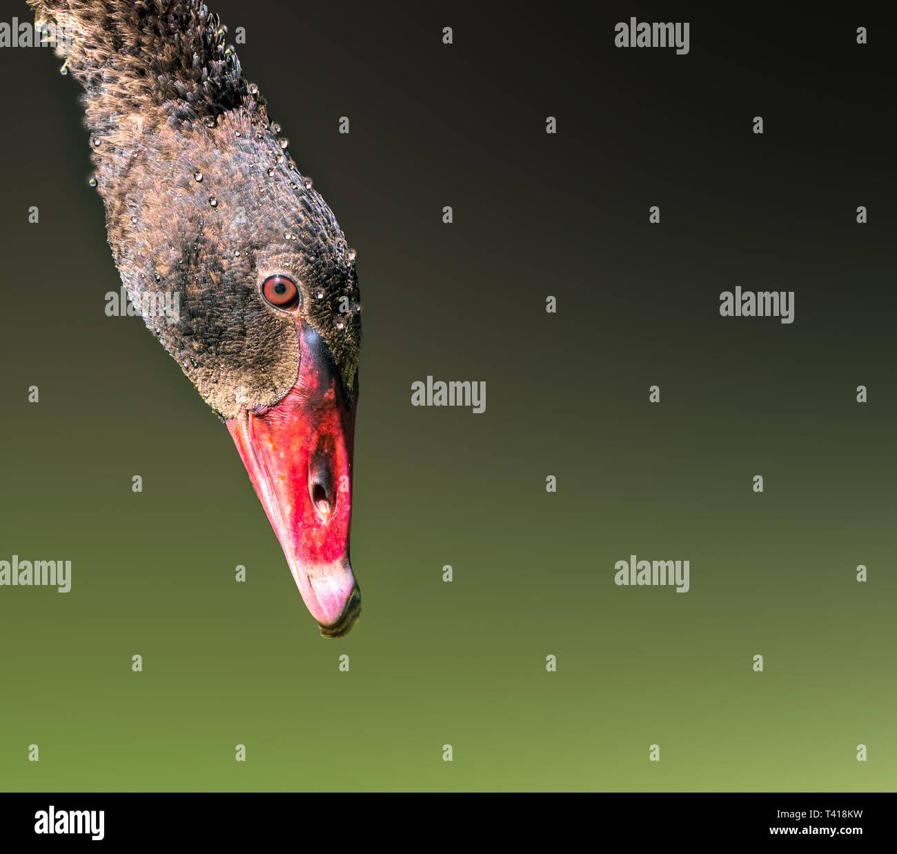Swan head down hi-res stock photography and images - Alamy