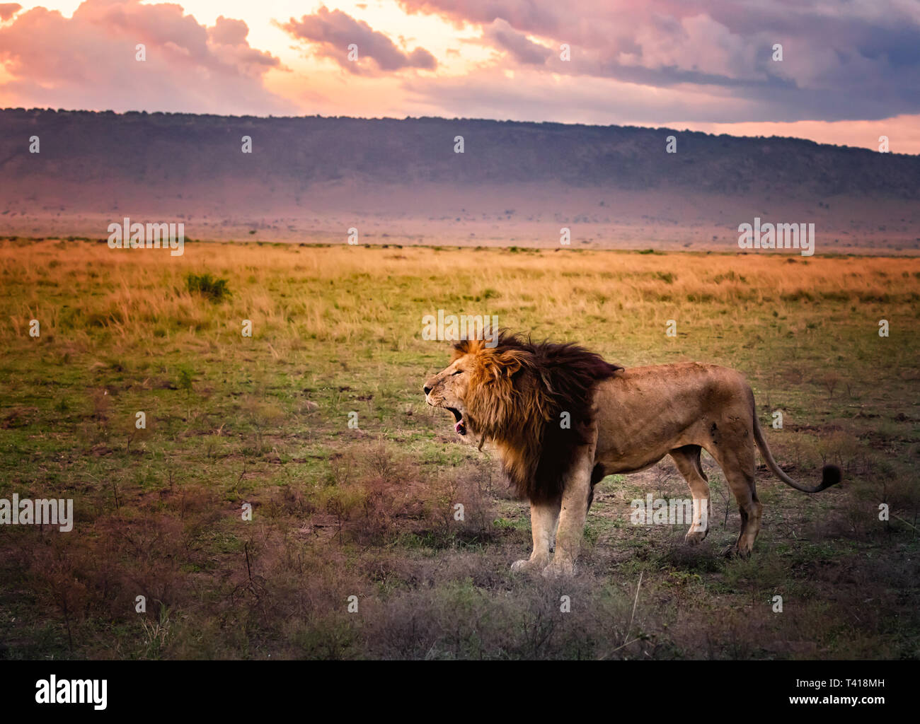 Bob marley portrait hi-res stock photography and images - Alamy