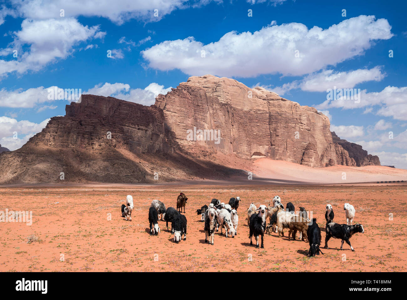 Herd of sheep grazing in the desert, Wadi Rum, Jordan Stock Photo - Alamy