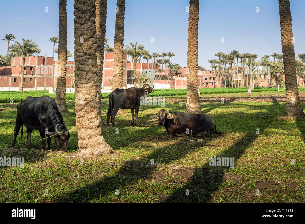 Three buffalo hi-res stock photography and images - Alamy