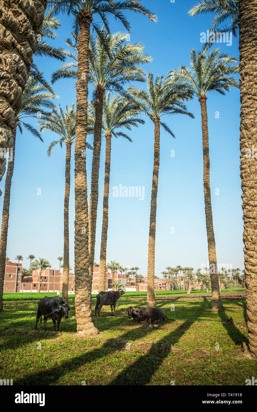 Three buffalo hi-res stock photography and images - Alamy