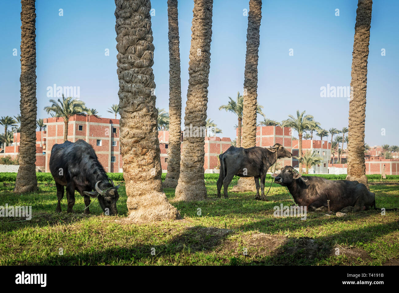 Three Buffalo High Resolution Stock Photography and Images - Alamy