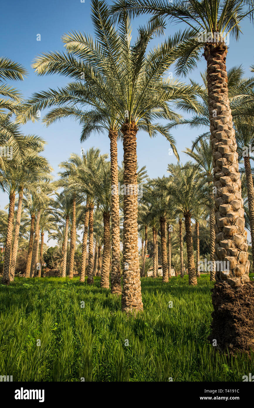 Trees in cairo hi-res stock photography and images - Alamy