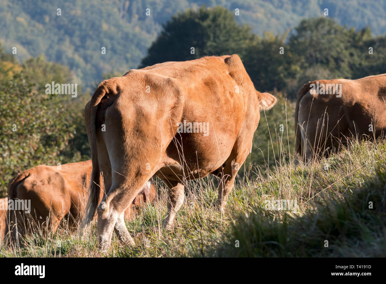 limousine cow grazing in the mountains of Liguria Stock Photo - Alamy