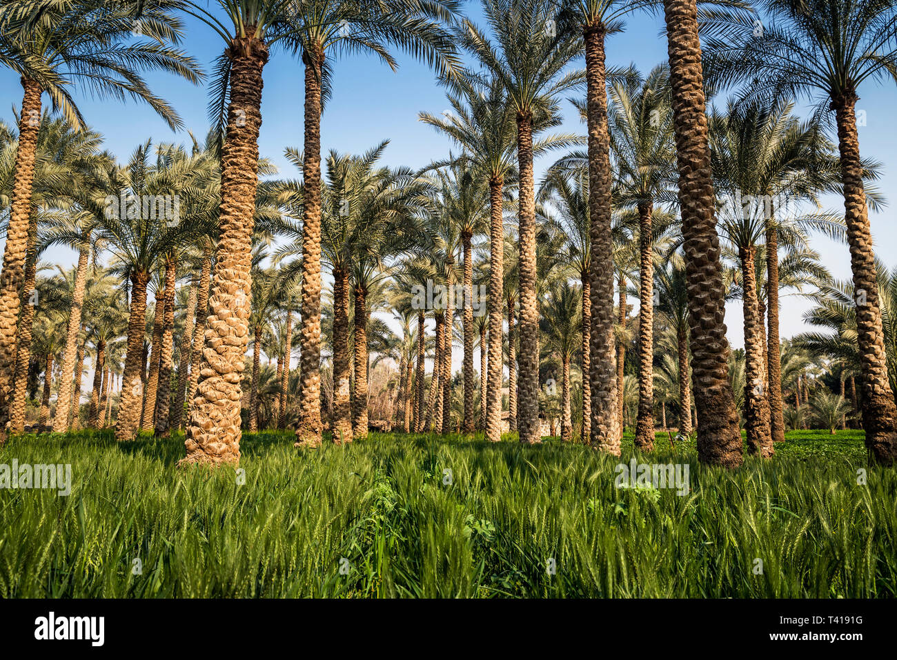 Trees in cairo hi-res stock photography and images - Alamy